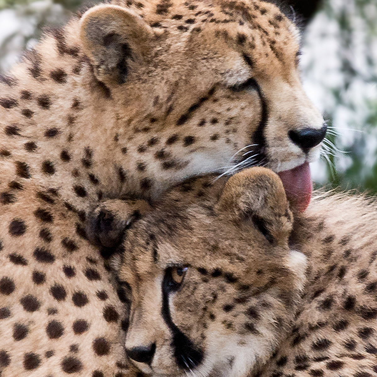 Affection, Cheetah, Kenya, by Robert Ross, Limited Edition Print – Fine ...